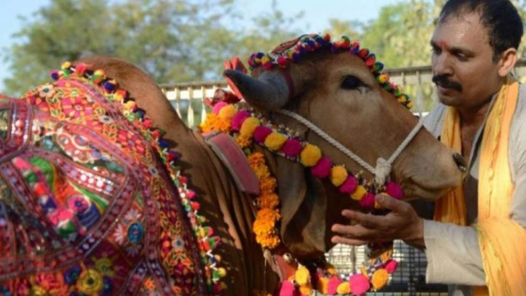 ¿POR QUÉ LAS VACAS SON SAGRADAS EN LA INDIA? - Al Aire Noticias